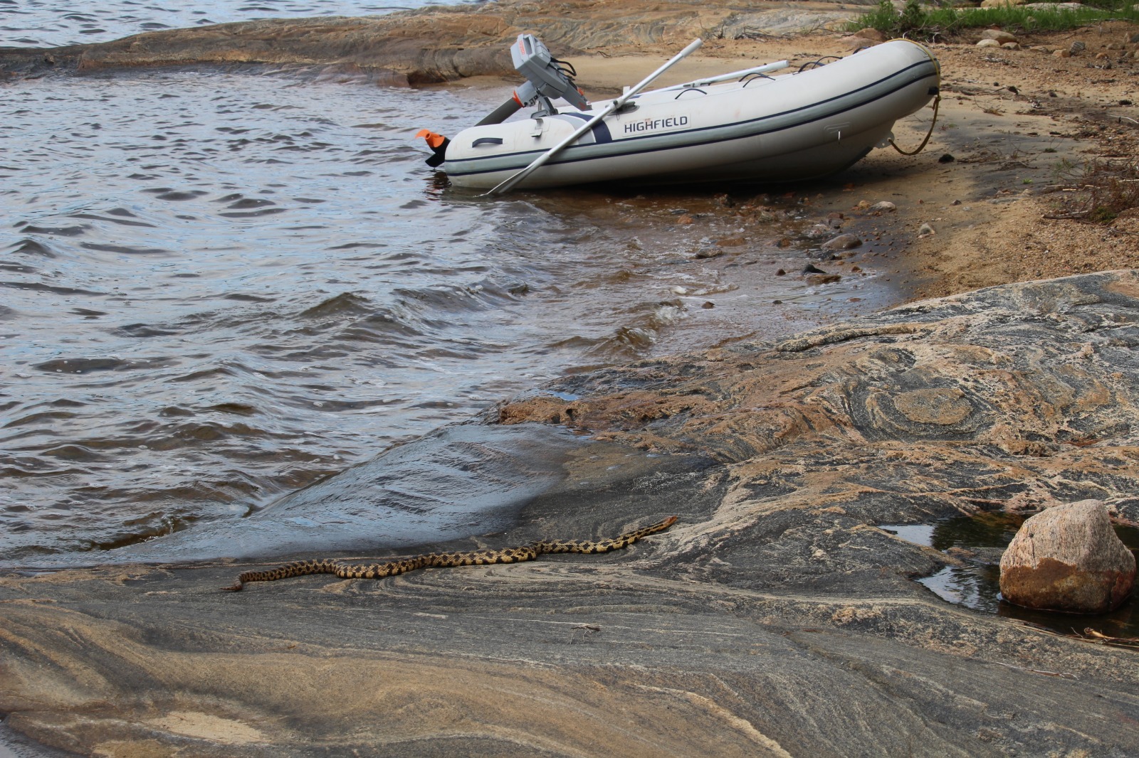 Now THAT’S an eastern fox snake – Wild Great Lakes