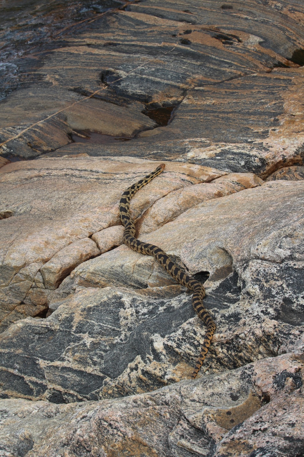 Now THAT’S an eastern fox snake – Wild Great Lakes